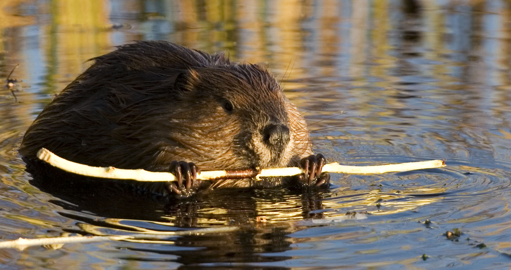 NFU Cymru hosts joint beaver meeting – NFU Cymru